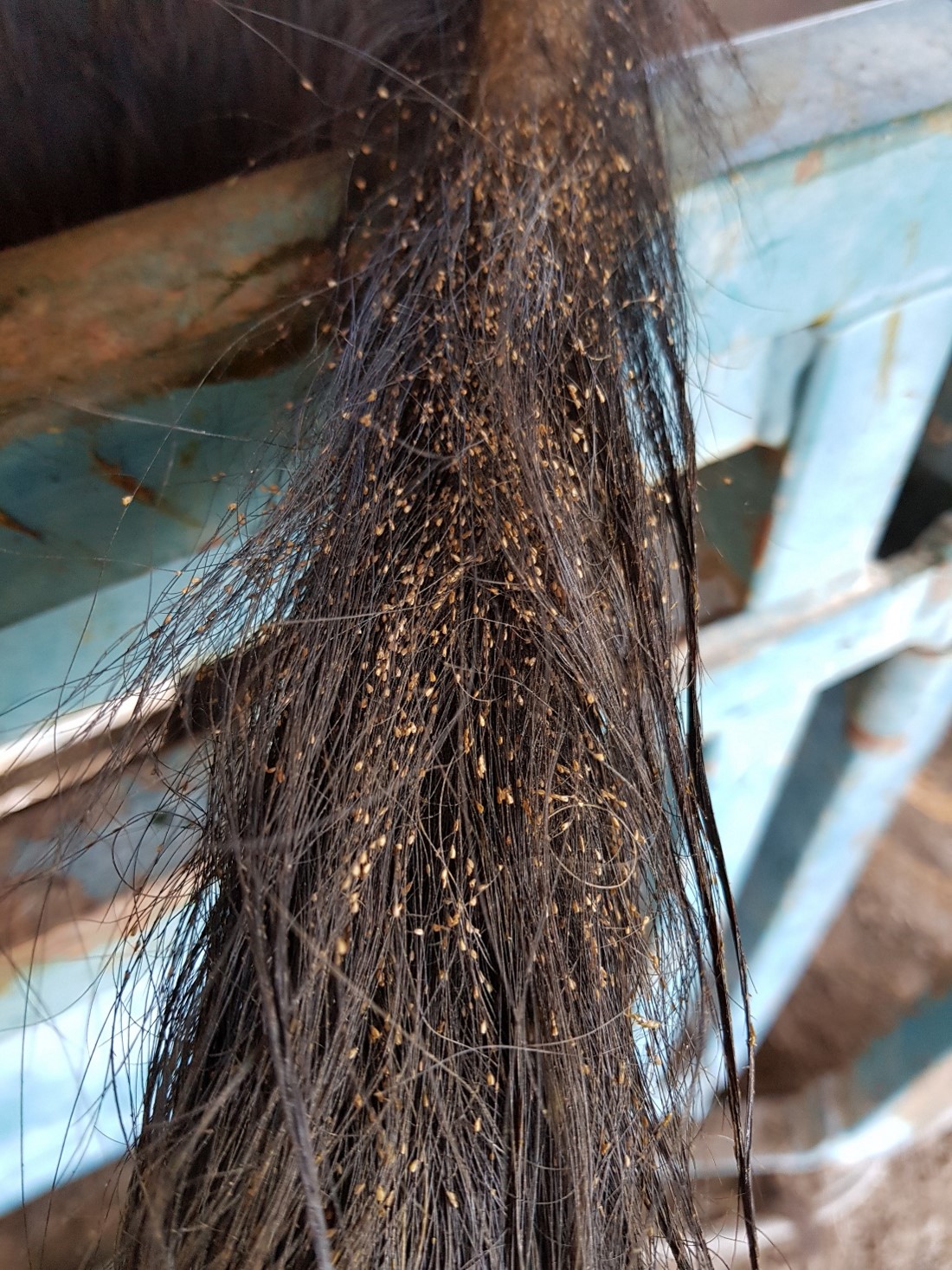 Suck Or Bite It Makes A Big Difference For Cattle Lice