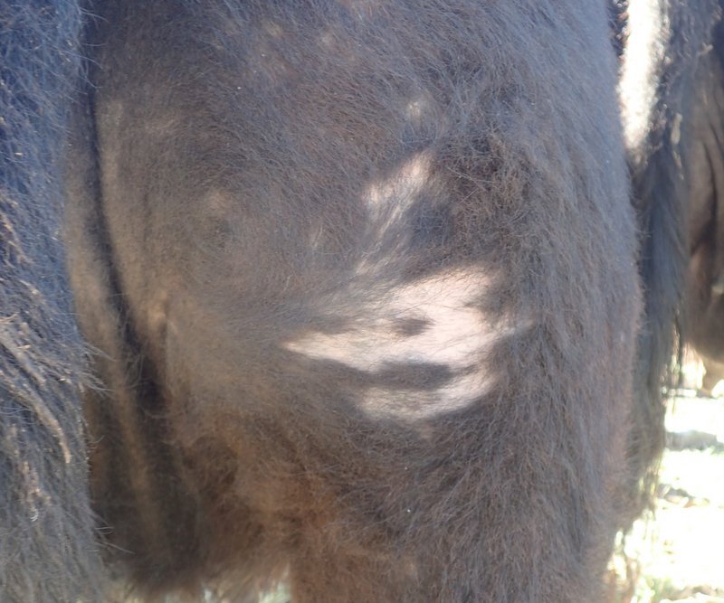 Signs Of Lice In Cattle LiceBoss Signs Of Lice In Cattle LiceBoss