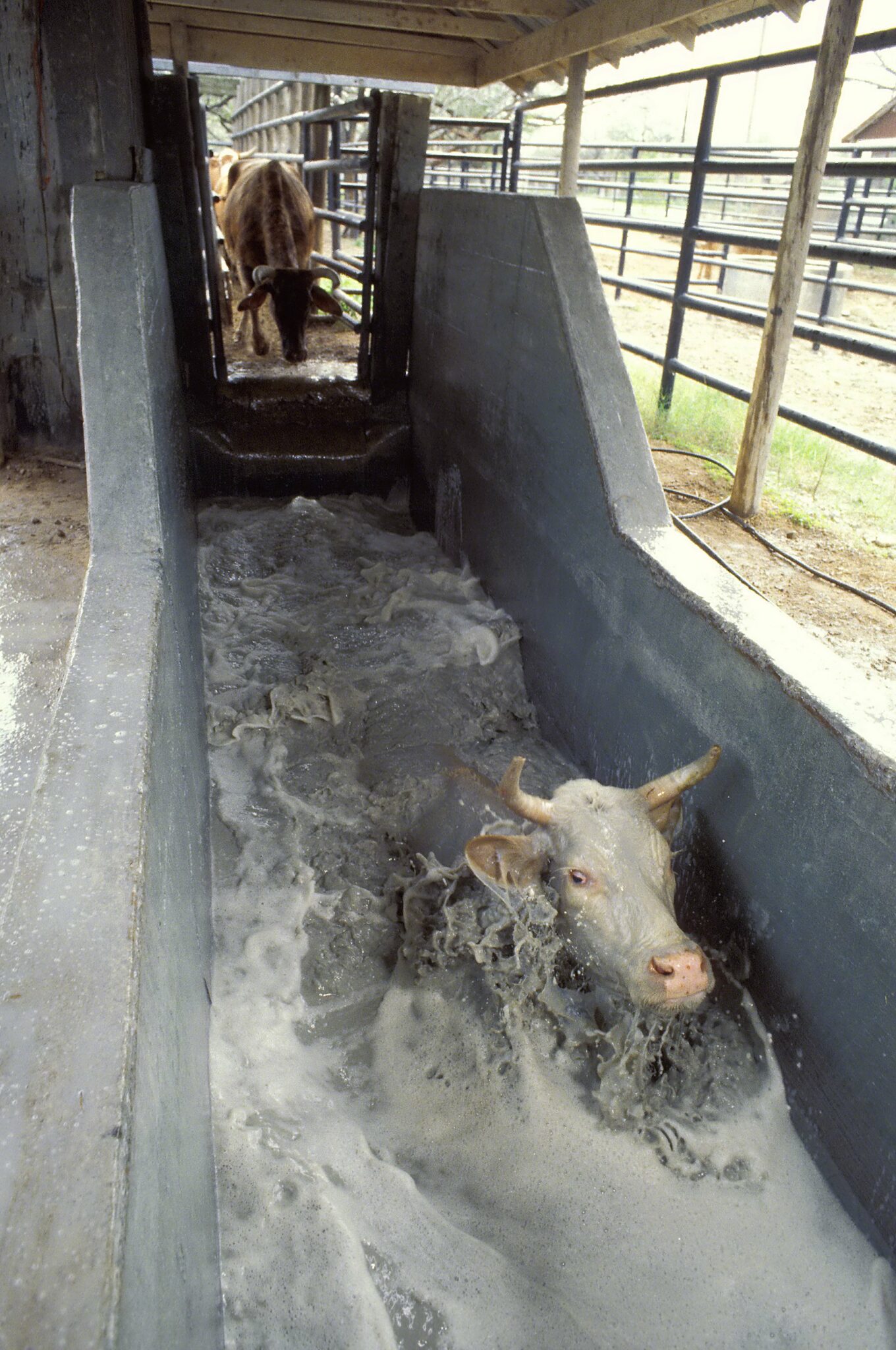 Dip Treatment for Cattle - LiceBoss