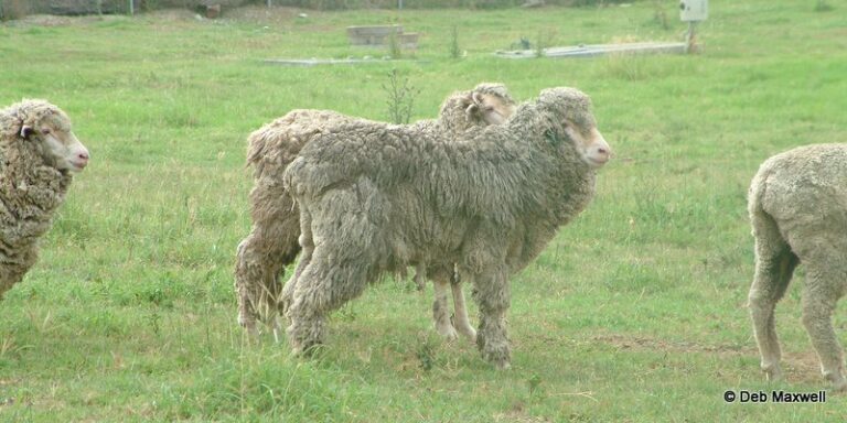 Itch Mite in Sheep - LiceBoss