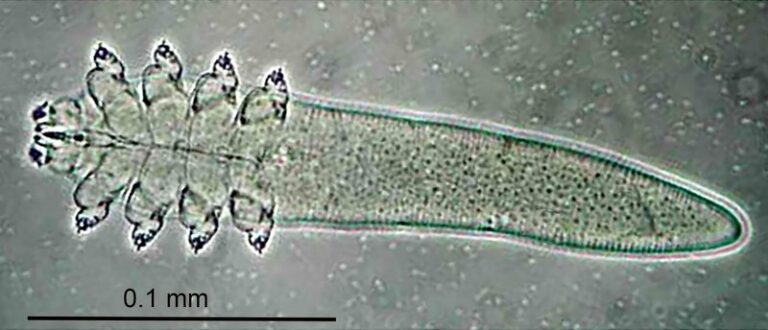 Different Species of Mites in Cattle - LiceBoss