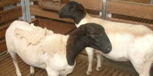 Control of Body Lice on Shedding and Hair Breeds of Sheep - LiceBoss
