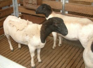 Control of Body Lice on Shedding and Hair Breeds of Sheep - LiceBoss