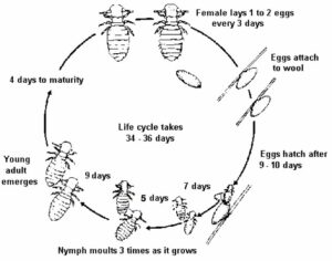 Biology of Sheep Lice - LiceBoss