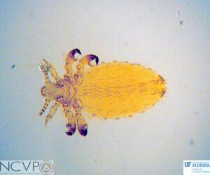 Little Blue Cattle Louse - LiceBoss