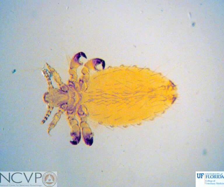 Little Blue Cattle Louse - LiceBoss