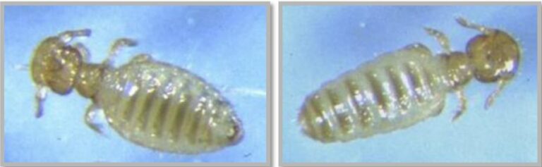 Treating Sheep for Lice - LiceBoss
