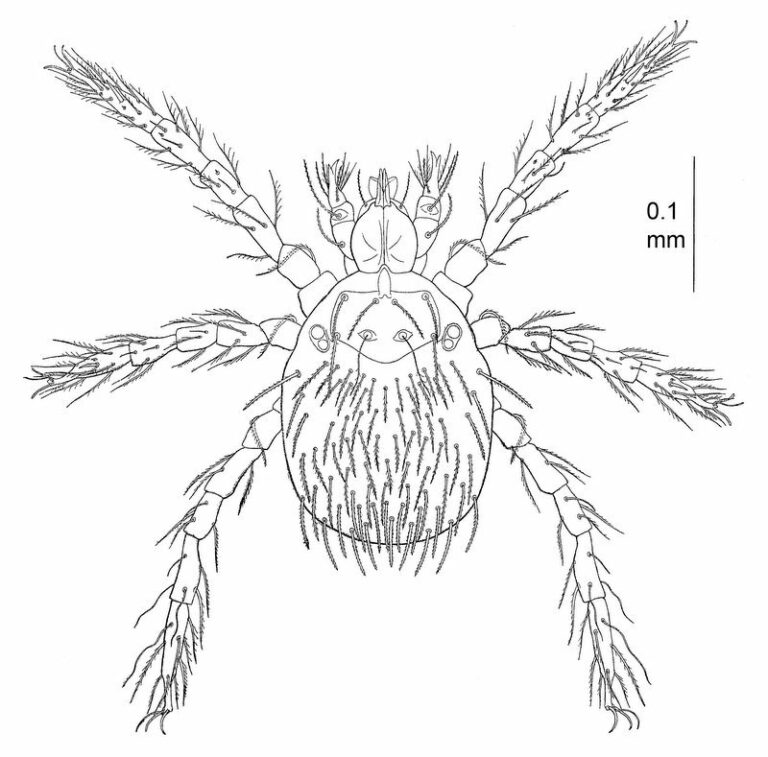 Different Species of Mites in Cattle - LiceBoss