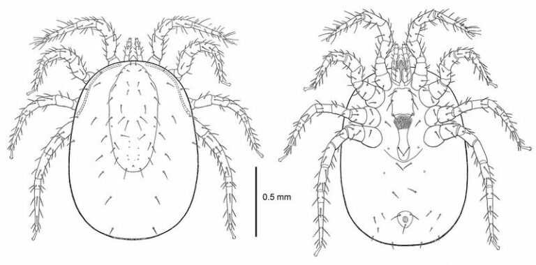 Different Species of Mites in Cattle - LiceBoss