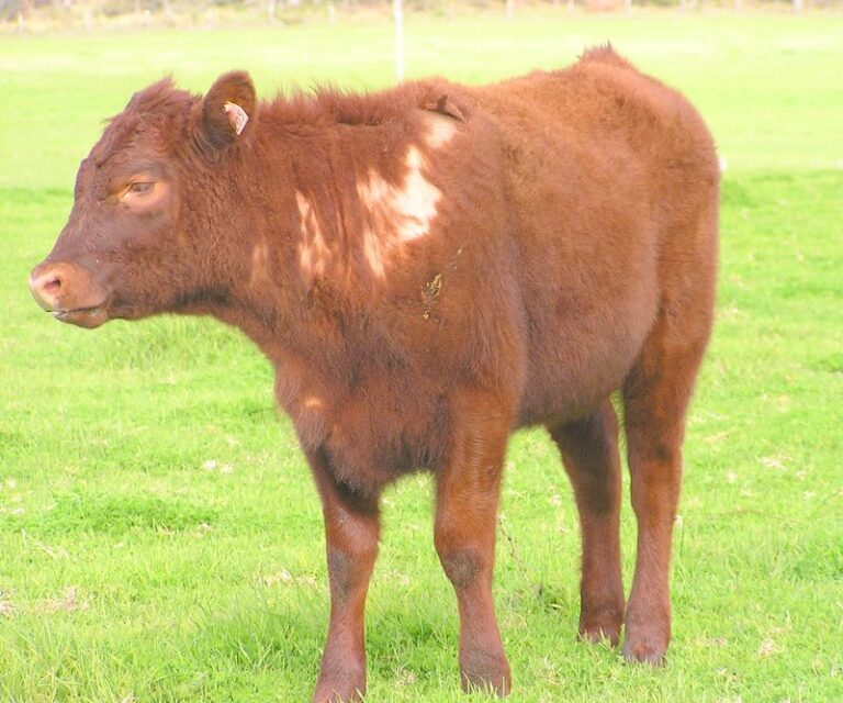 Cost of Lice for Cattle - LiceBoss