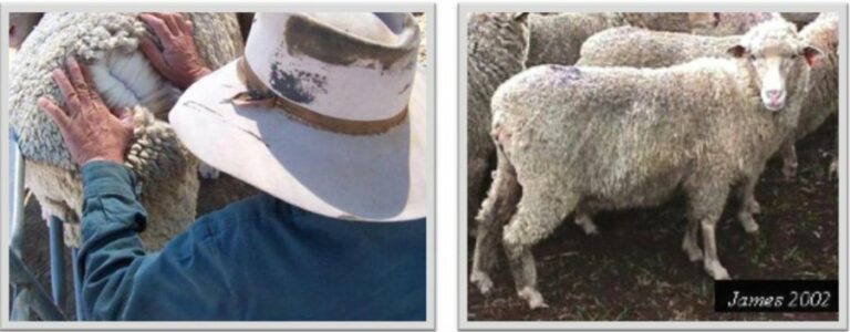 Monitoring And Detection Of Lice In Sheep Liceboss
