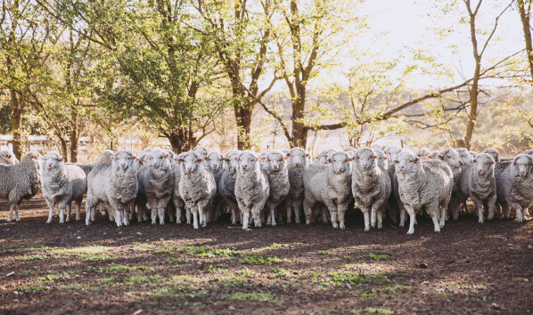 Monitor for Mites in Cattle - LiceBoss